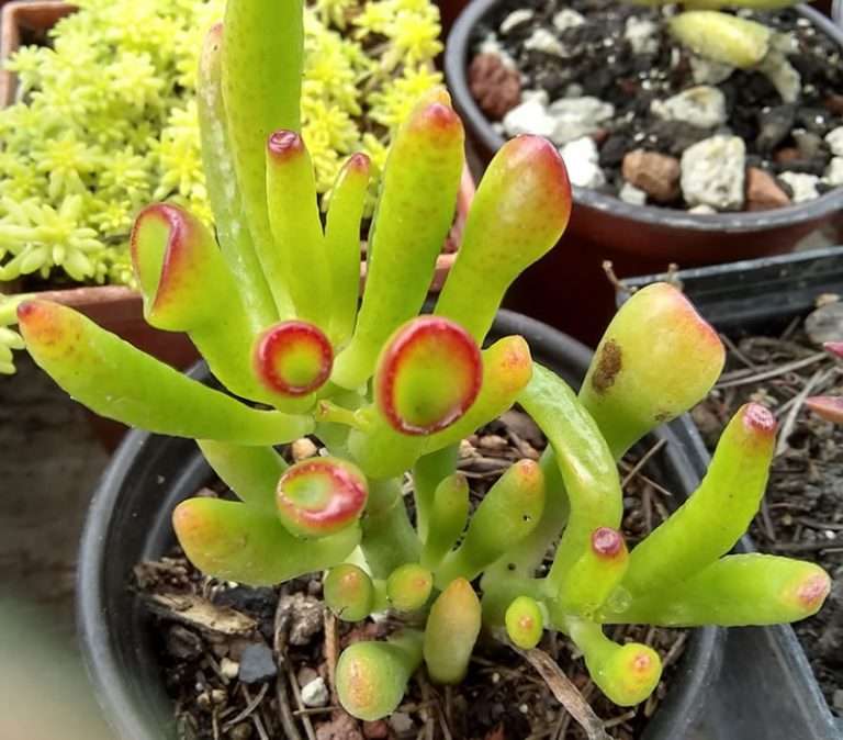 Crassula ovata Gollum (Orejas de Shrek) - Verde Suculenta